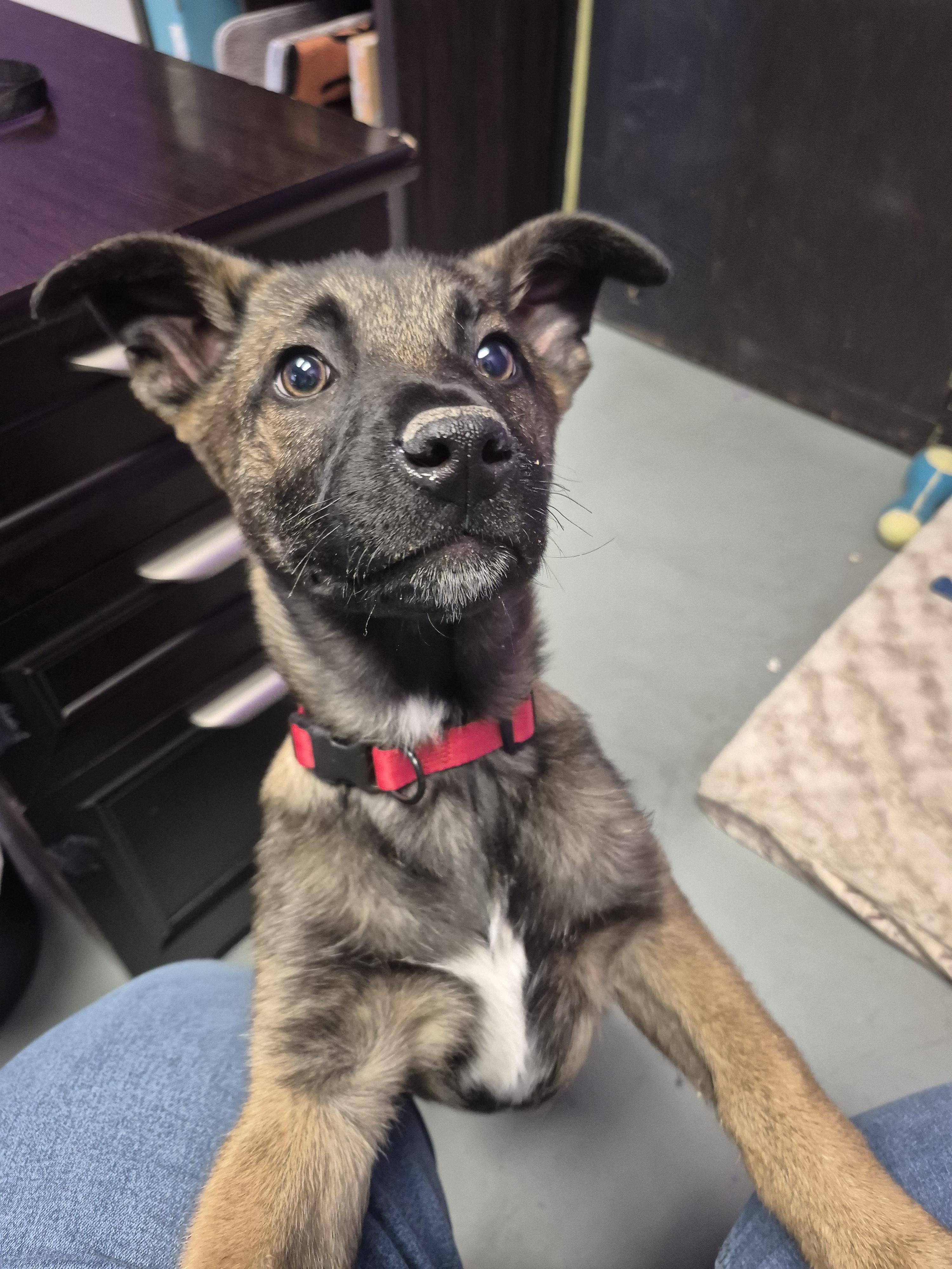 Dog for adoption - Leprechaun, a Belgian Shepherd / Malinois Mix in ...