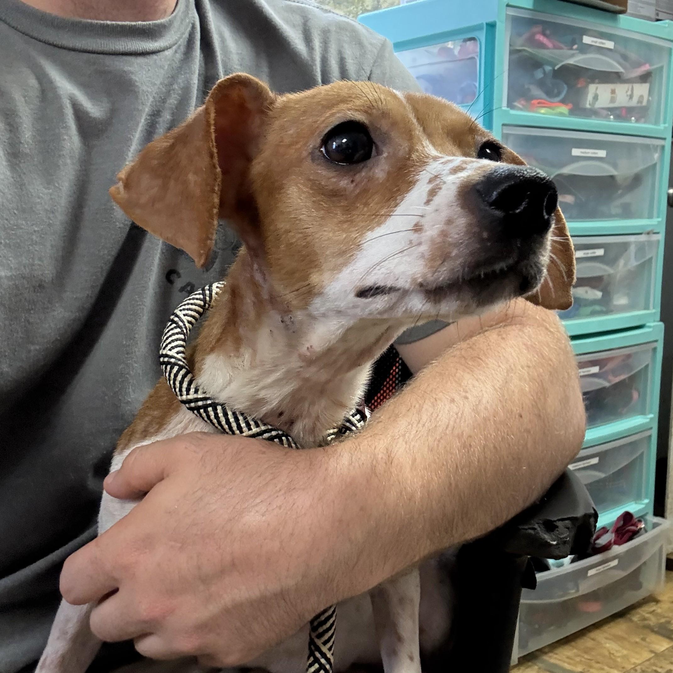 Dog for adoption - Chaco, a Jack Russell Terrier Mix in Stowe, VT ...