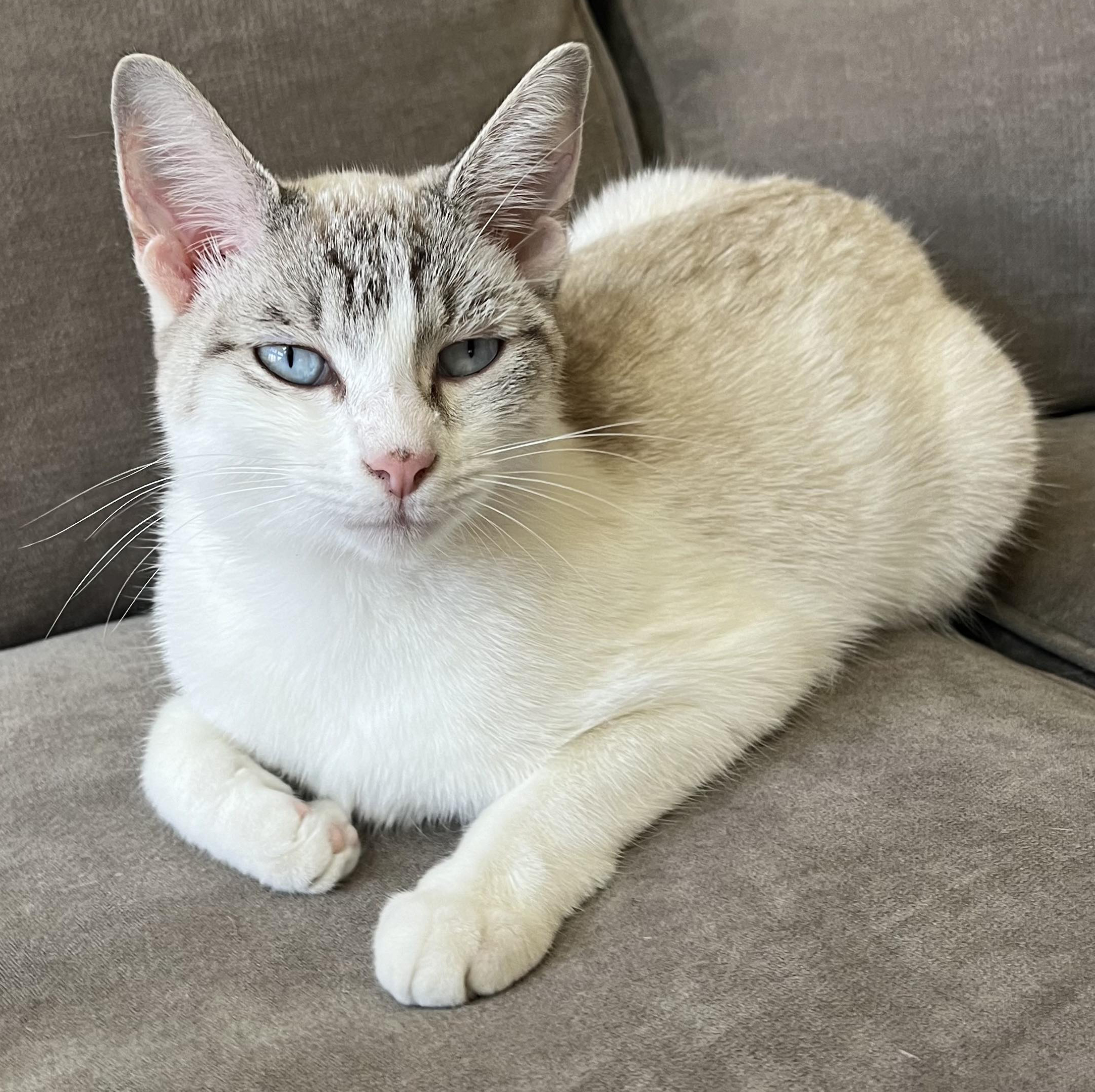Cat for adoption - Miley is our mushy mush ball WOW - THERAPY SWEET ...