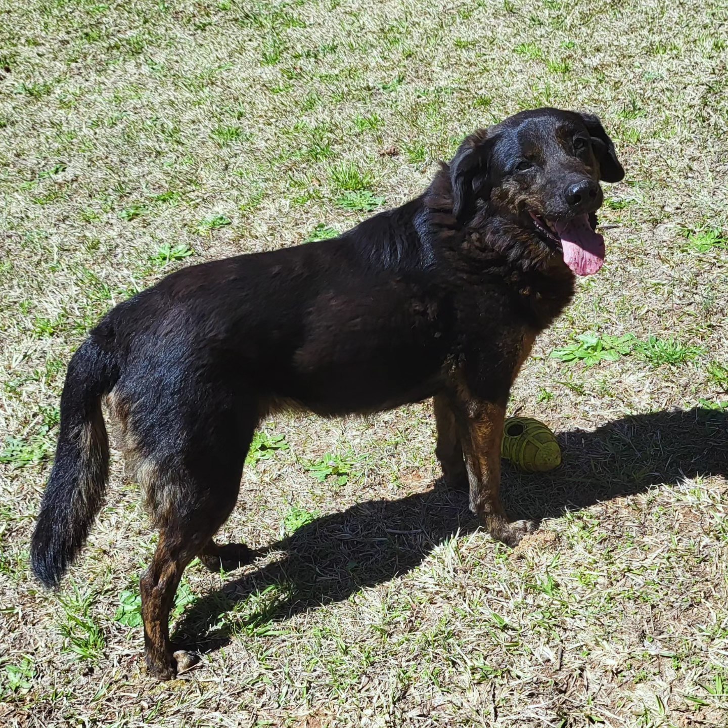 Dog for adoption - Cola, a Flat-Coated Retriever & Plott Hound Mix in ...