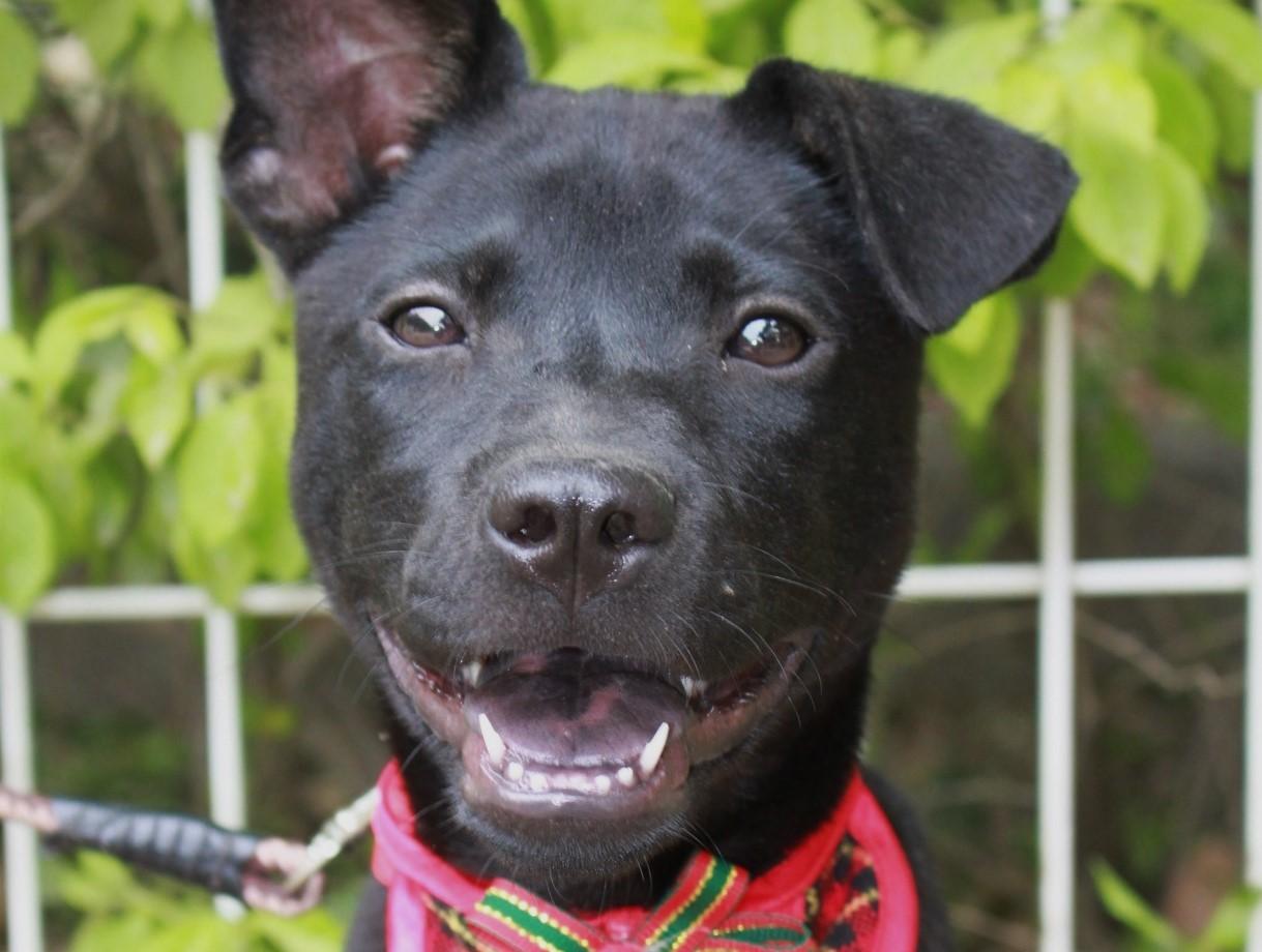 Dog for adoption - Arya, a Mixed Breed in Richmond, BC | Petfinder