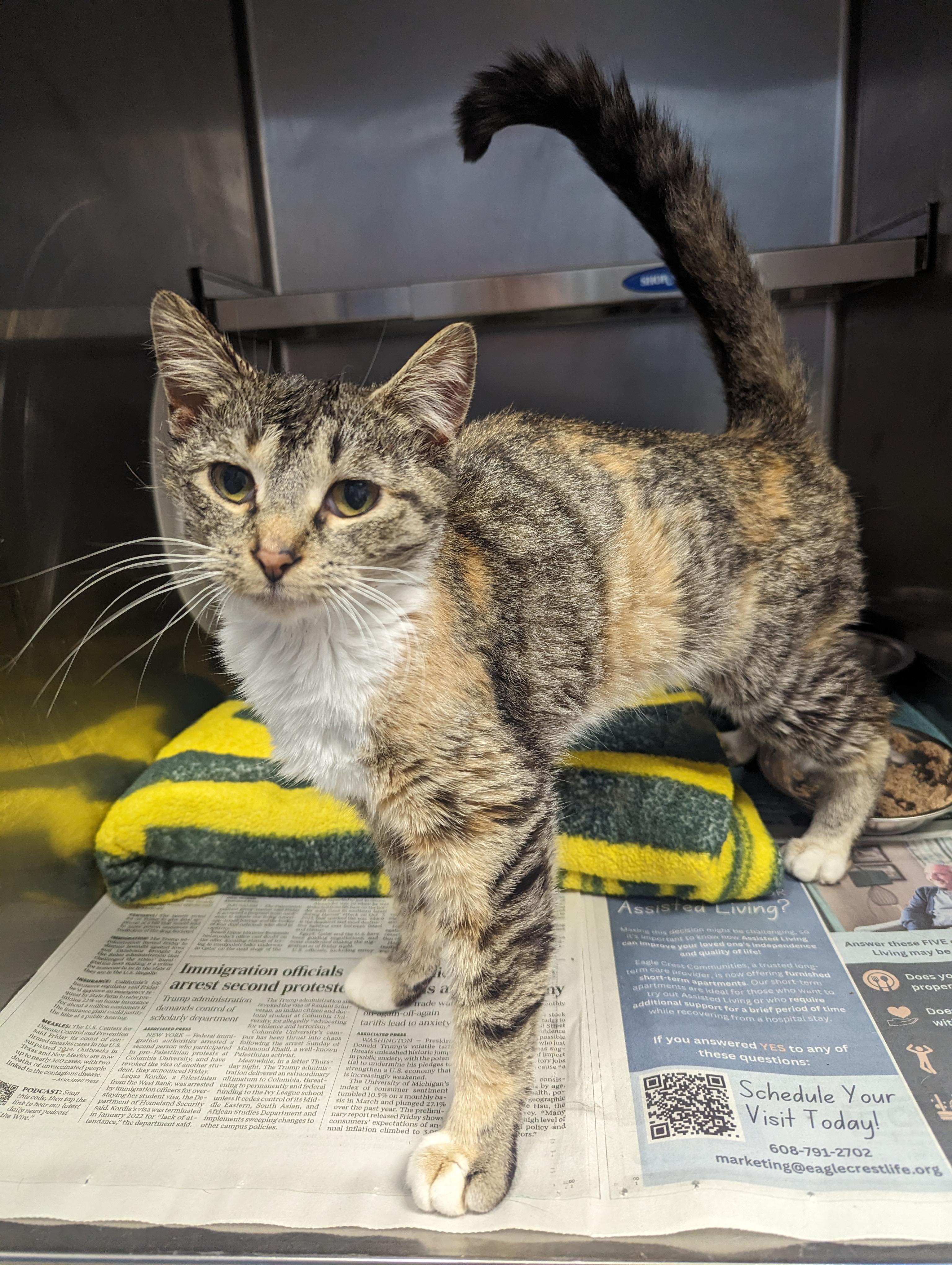 Cat for adoption - Aster, a Domestic Short Hair & Torbie Mix in ...