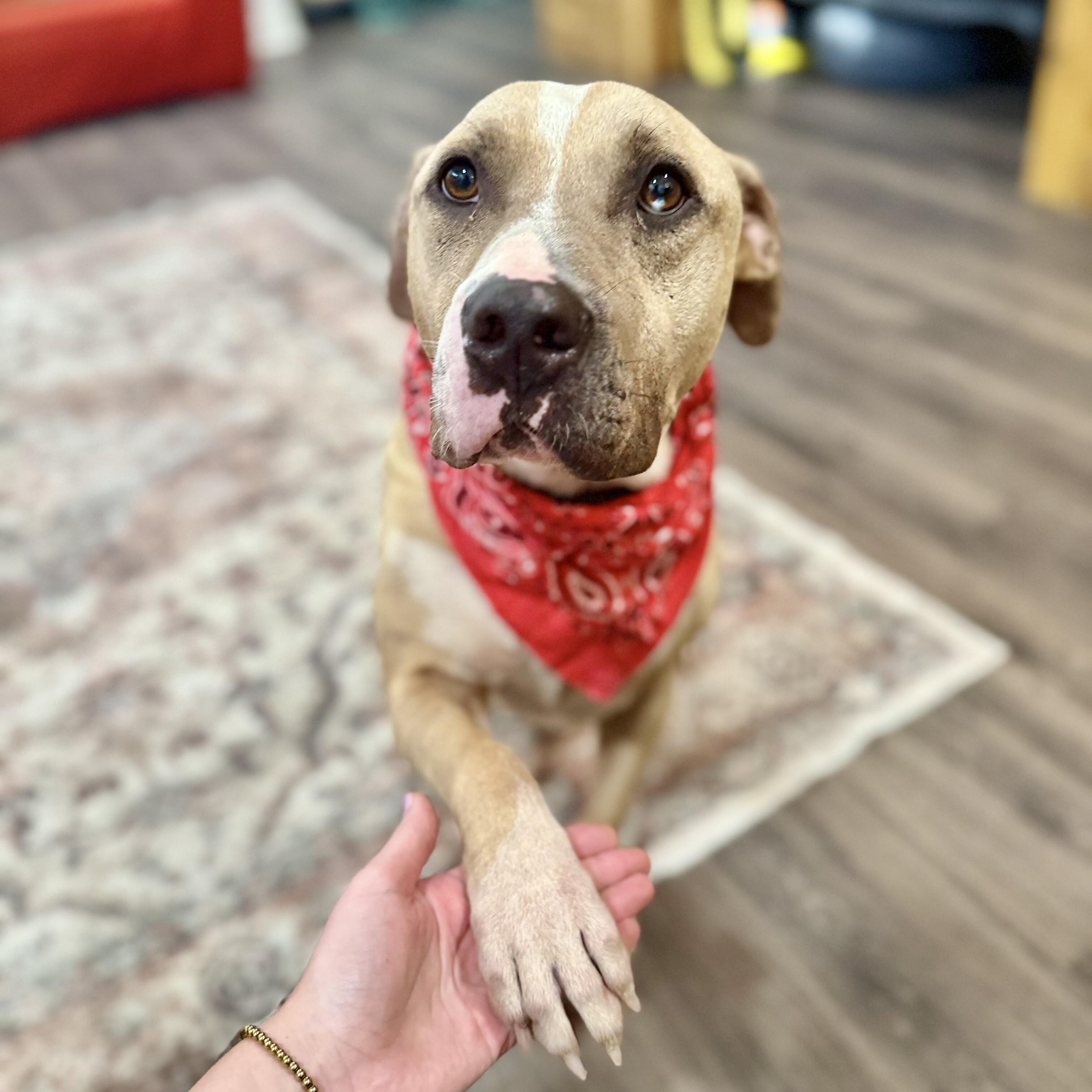 Dog for adoption - Toby is cool and ready for the pool, a Bull Terrier ...