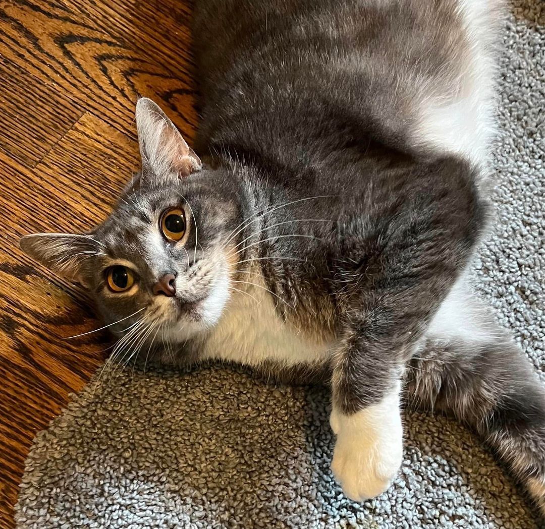 Cat for adoption - Siri (CH), a Domestic Short Hair in Hixson, TN ...