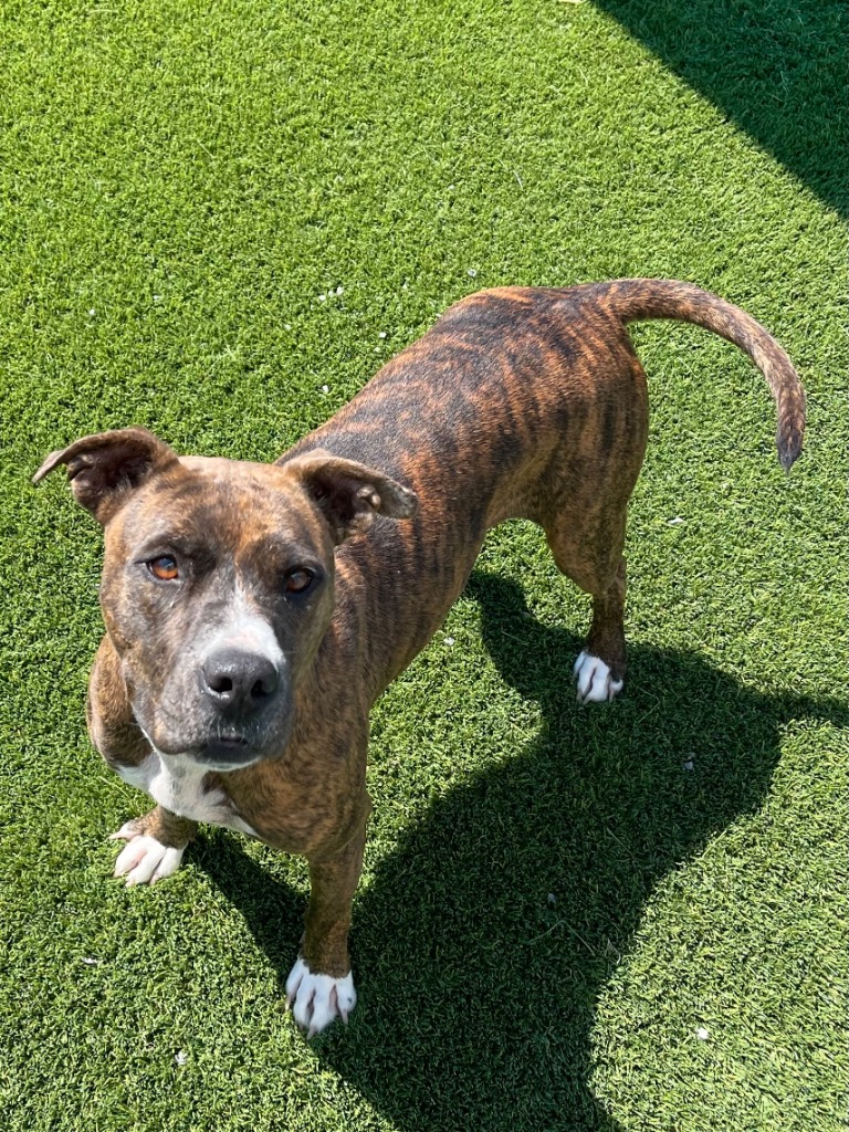 Dog for adoption - Bella, a Pit Bull Terrier & Boxer Mix in Frankfort, KY | Petfinder