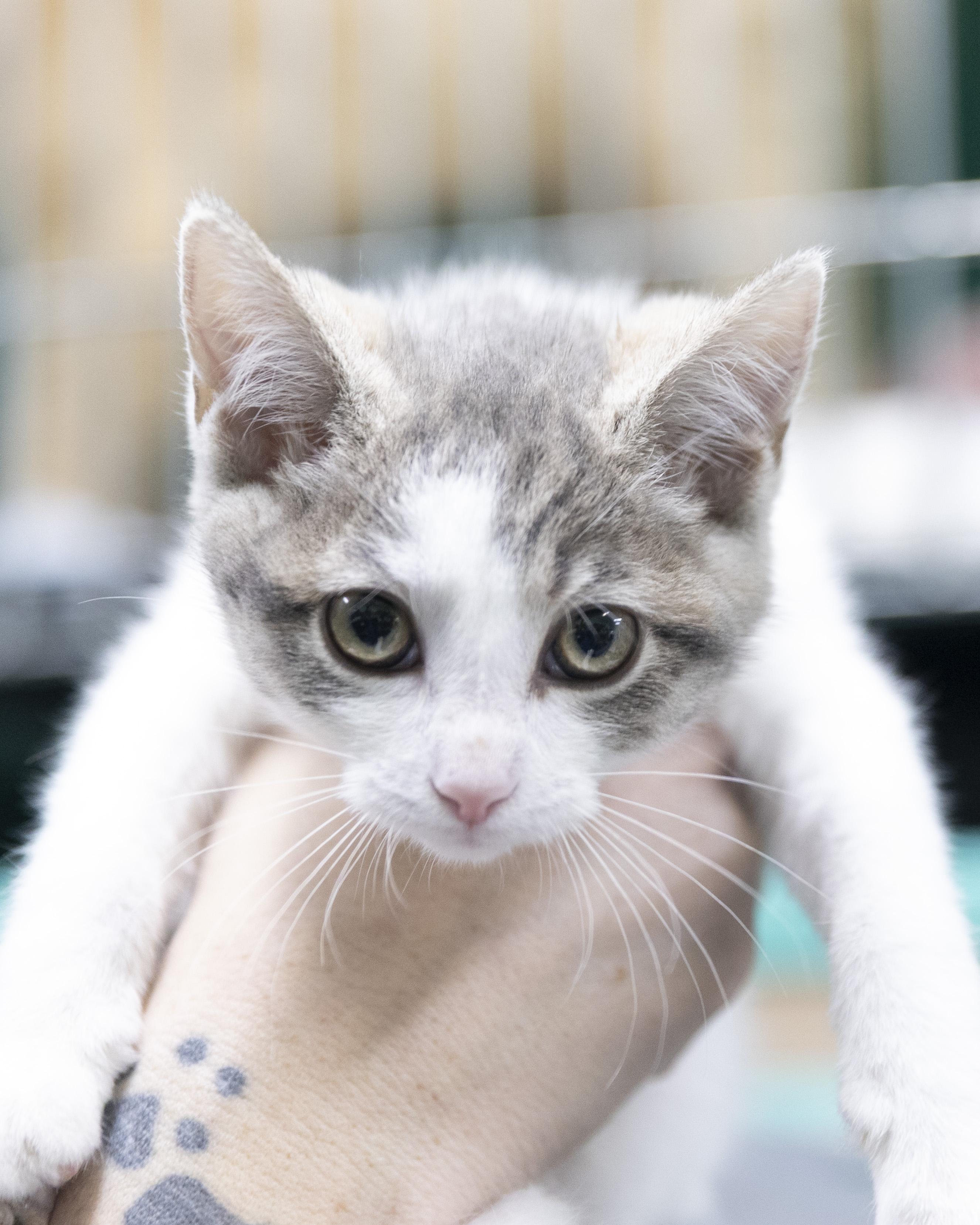 Cat for adoption - Cleocatra, a Domestic Short Hair & American ...