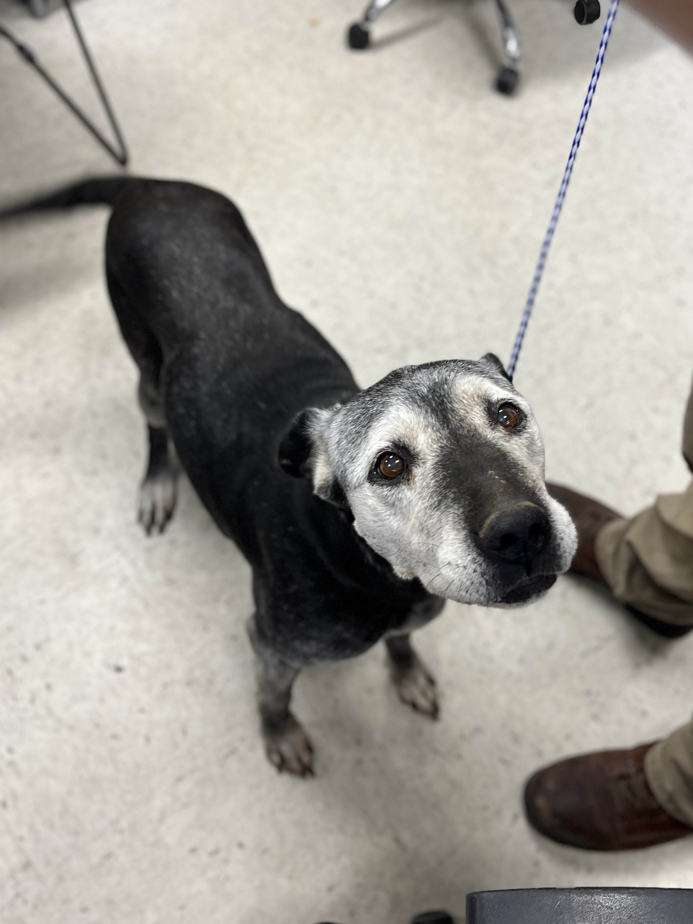 Dog for adoption - Belladonna~ Old lady in need of retirement home!(In Foster Home), a Black ...