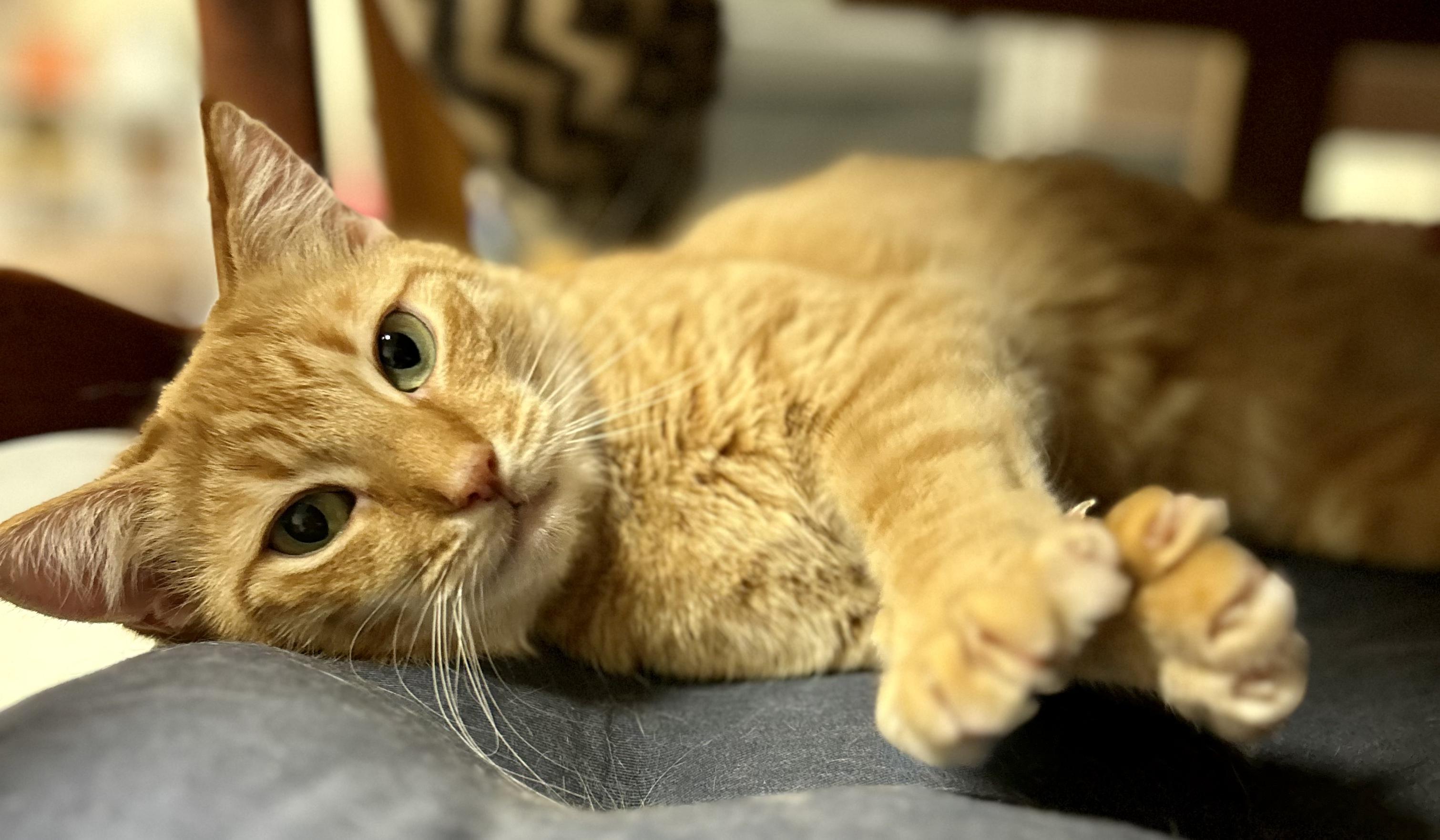 Available Cats for Adoption | Scruffy Paws Animal Rescue RI