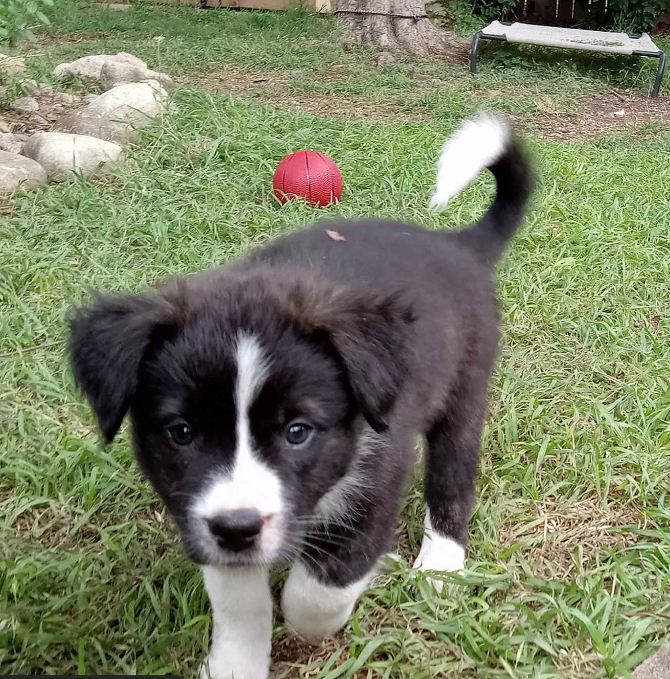 Dog for adoption - Minerva, a Border Collie & Mountain Cur Mix in ...