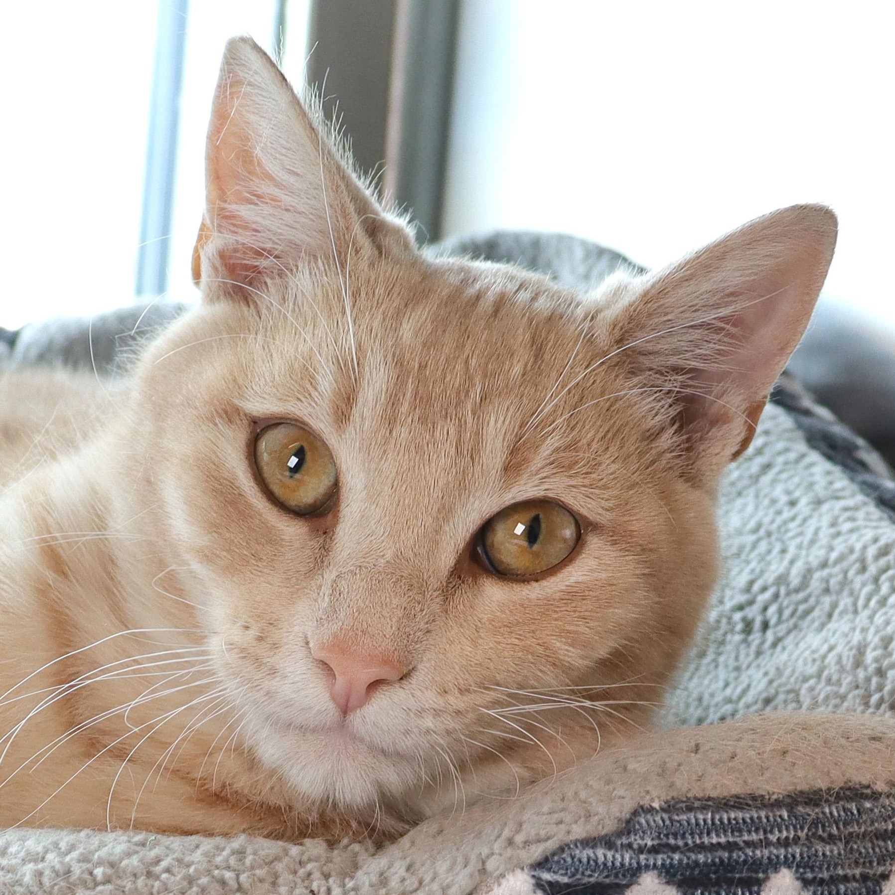 Cat for adoption - Goose, a Domestic Short Hair in Clovis, CA | Petfinder