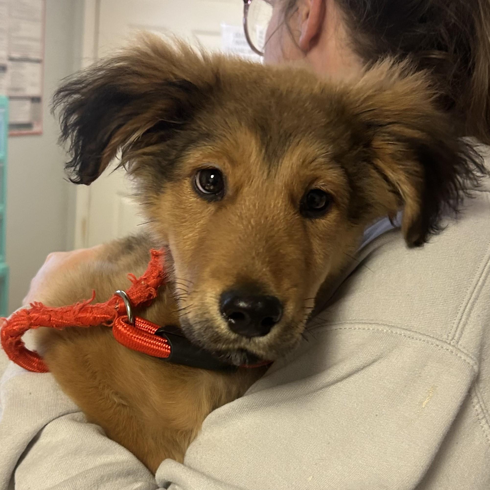 Dog for adoption - Kobe, a Retriever Mix in Boothbay, ME | Petfinder