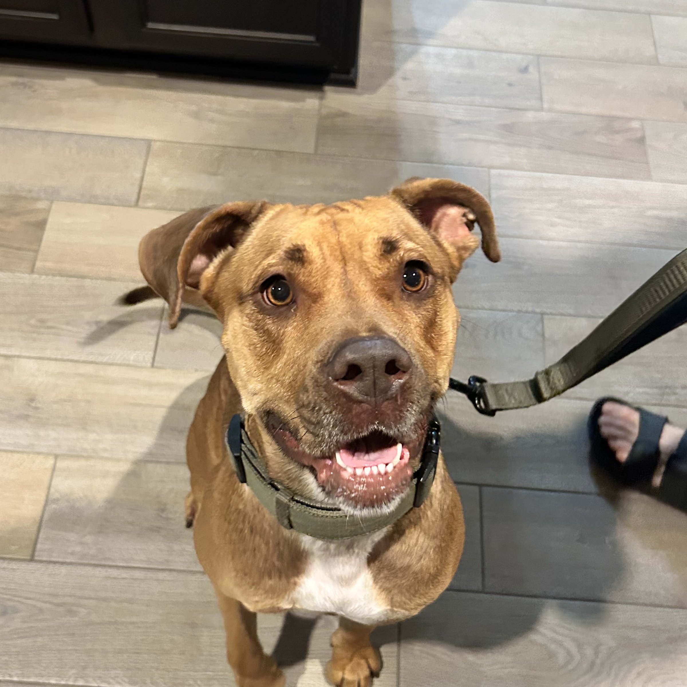Dog for adoption - Ember, a Mixed Breed in Minneapolis, MN | Petfinder