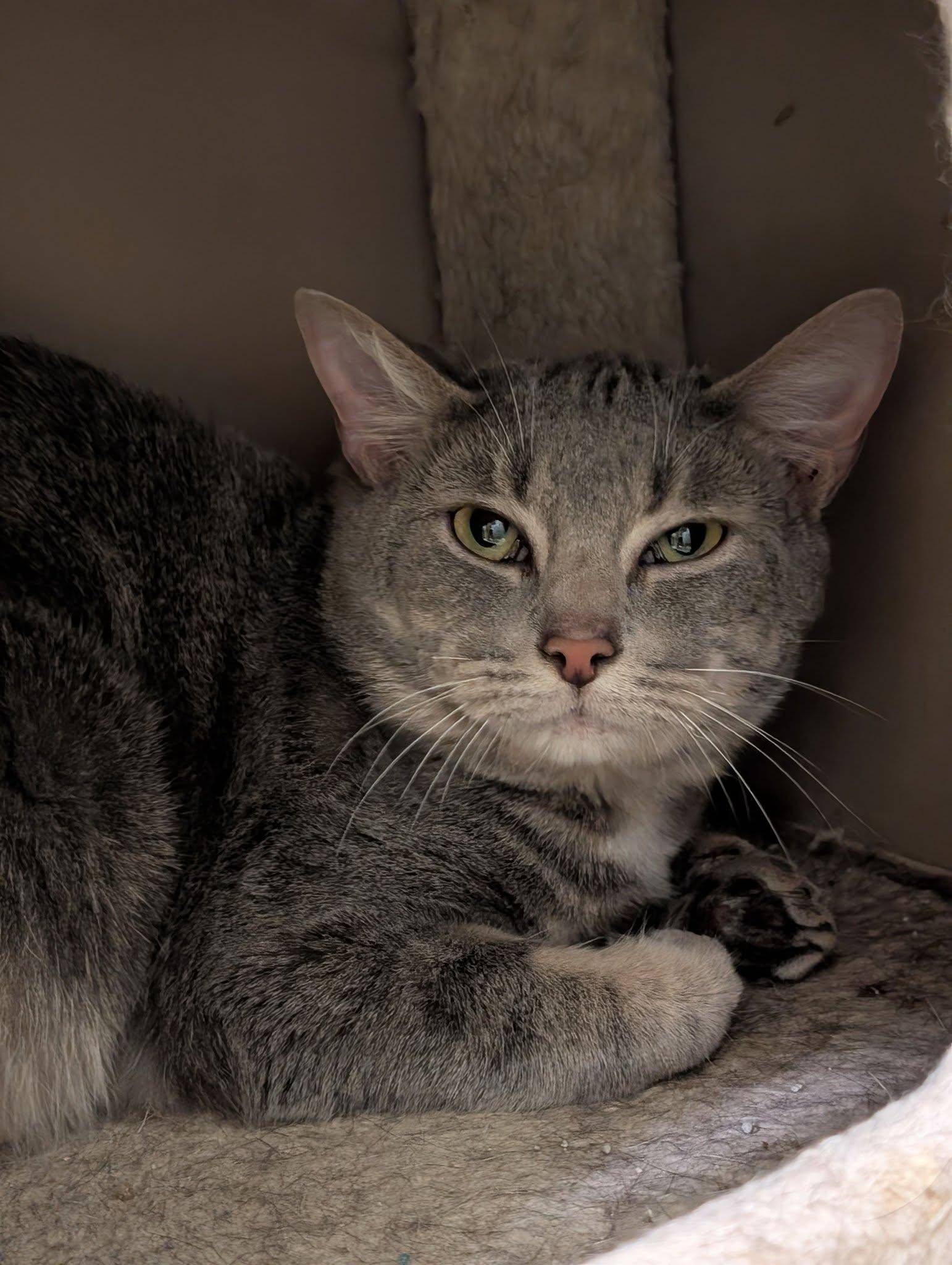 Cat for adoption - Tobie, a Domestic Short Hair Mix in Newburgh, IN ...