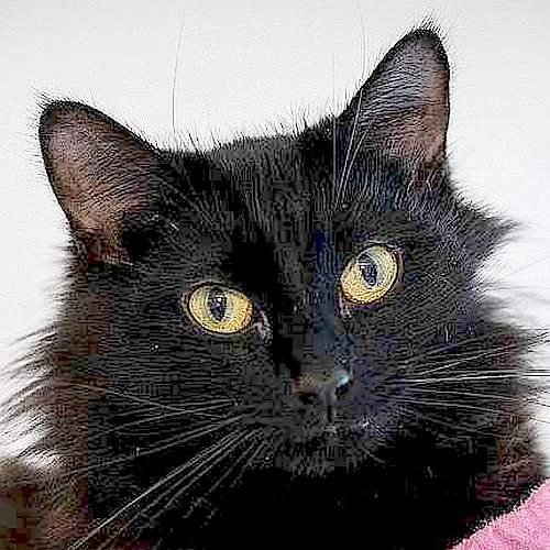 Cat for adoption - JASMINE, a Domestic Medium Hair in Sequim, WA ...