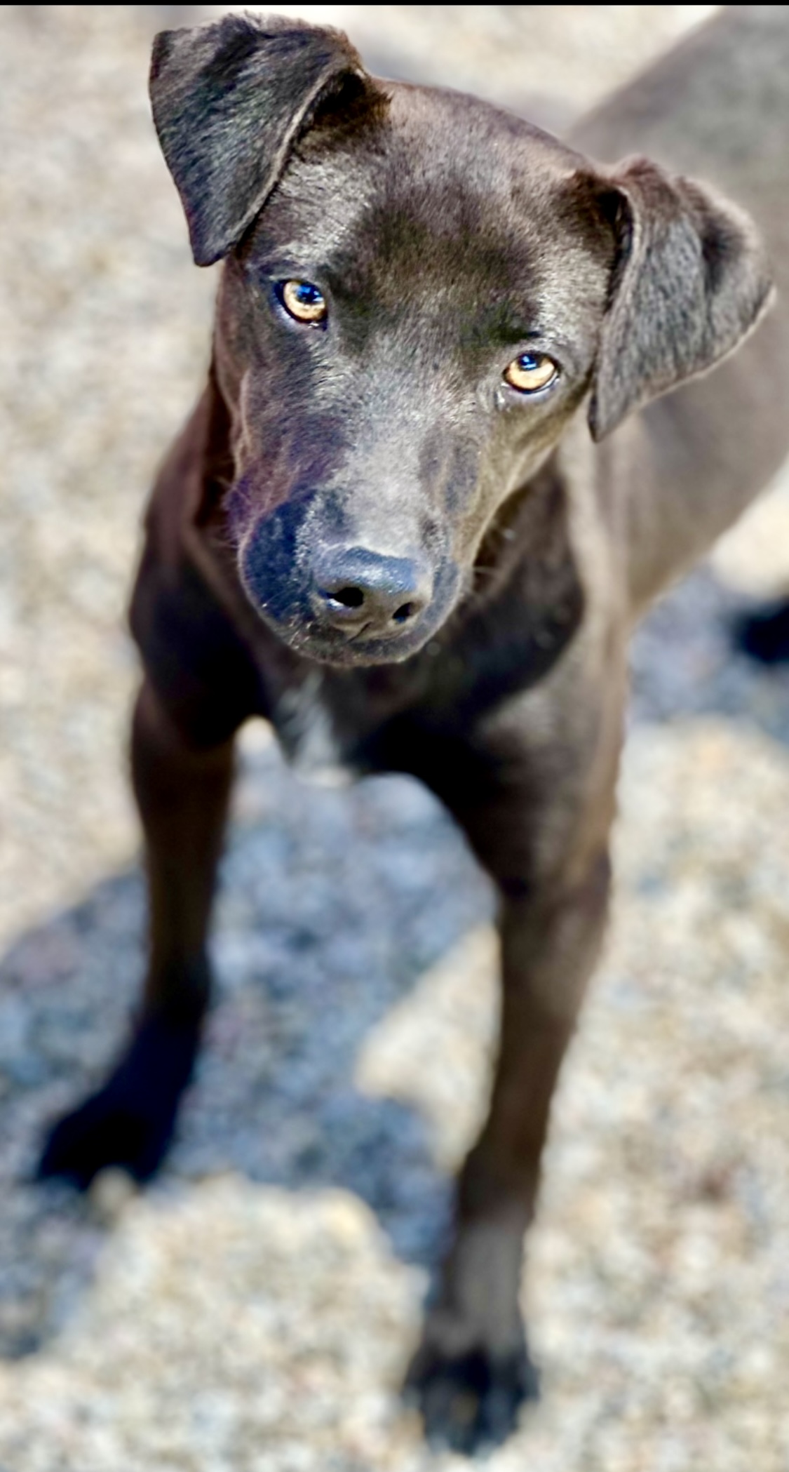 Dog for adoption - Snoop Dog, a Xoloitzcuintli / Mexican Hairless ...