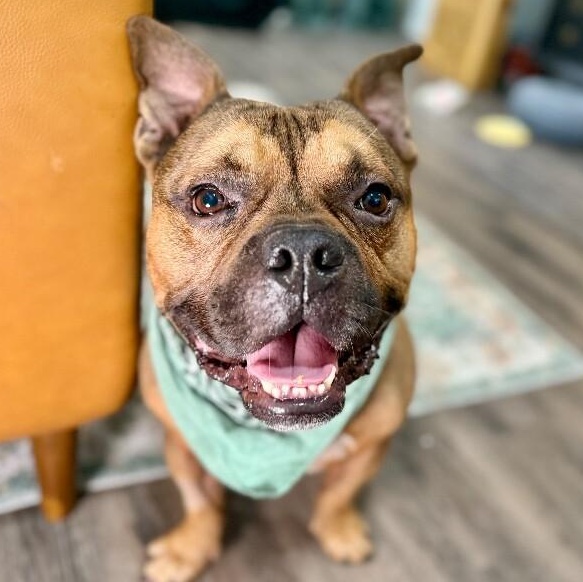 Dog for adoption - Ricky Pre-programmed Best-Boy Package Included, an ...
