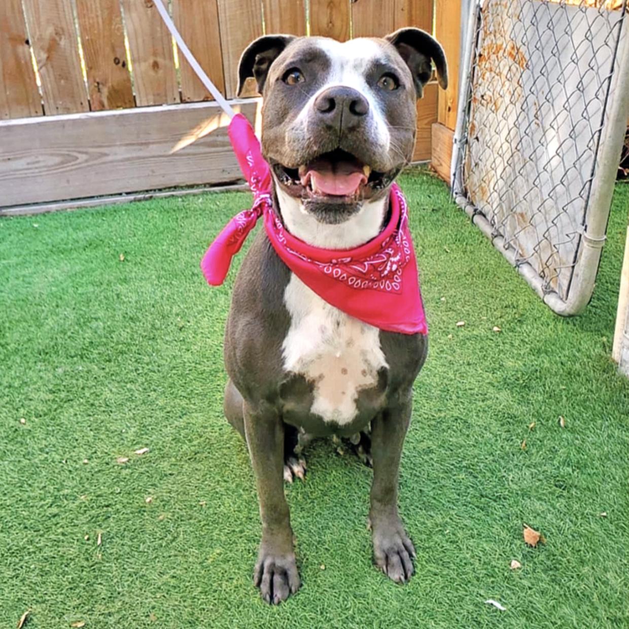 Dog for adoption - Suzie, an American Staffordshire Terrier in Virginia ...