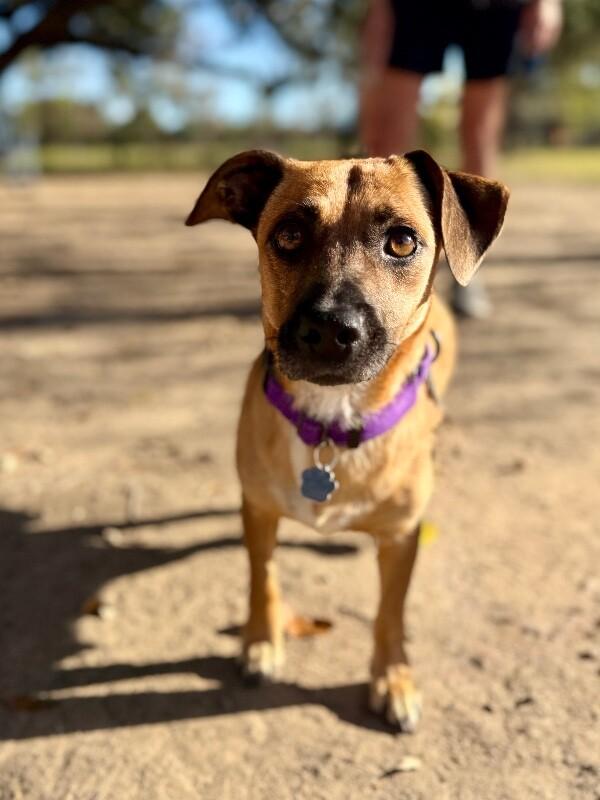 Dog for adoption - Mini Miska Cuddle Bug Marshmallow Love, a Chihuahua ...