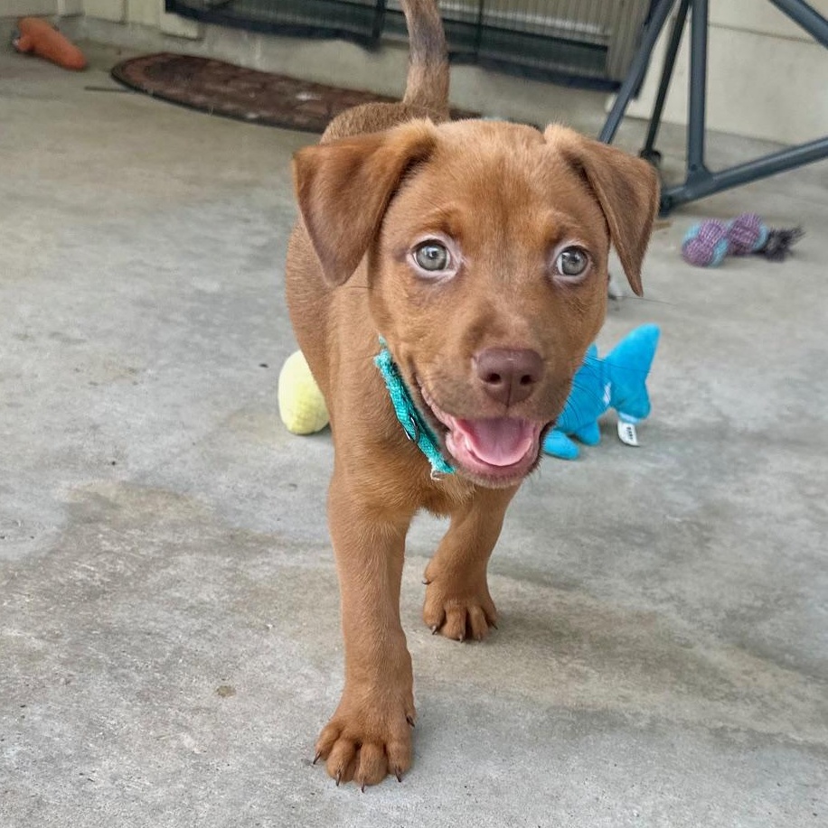 Dog for adoption - Phoenix, a Terrier Mix in Towson, MD | Petfinder