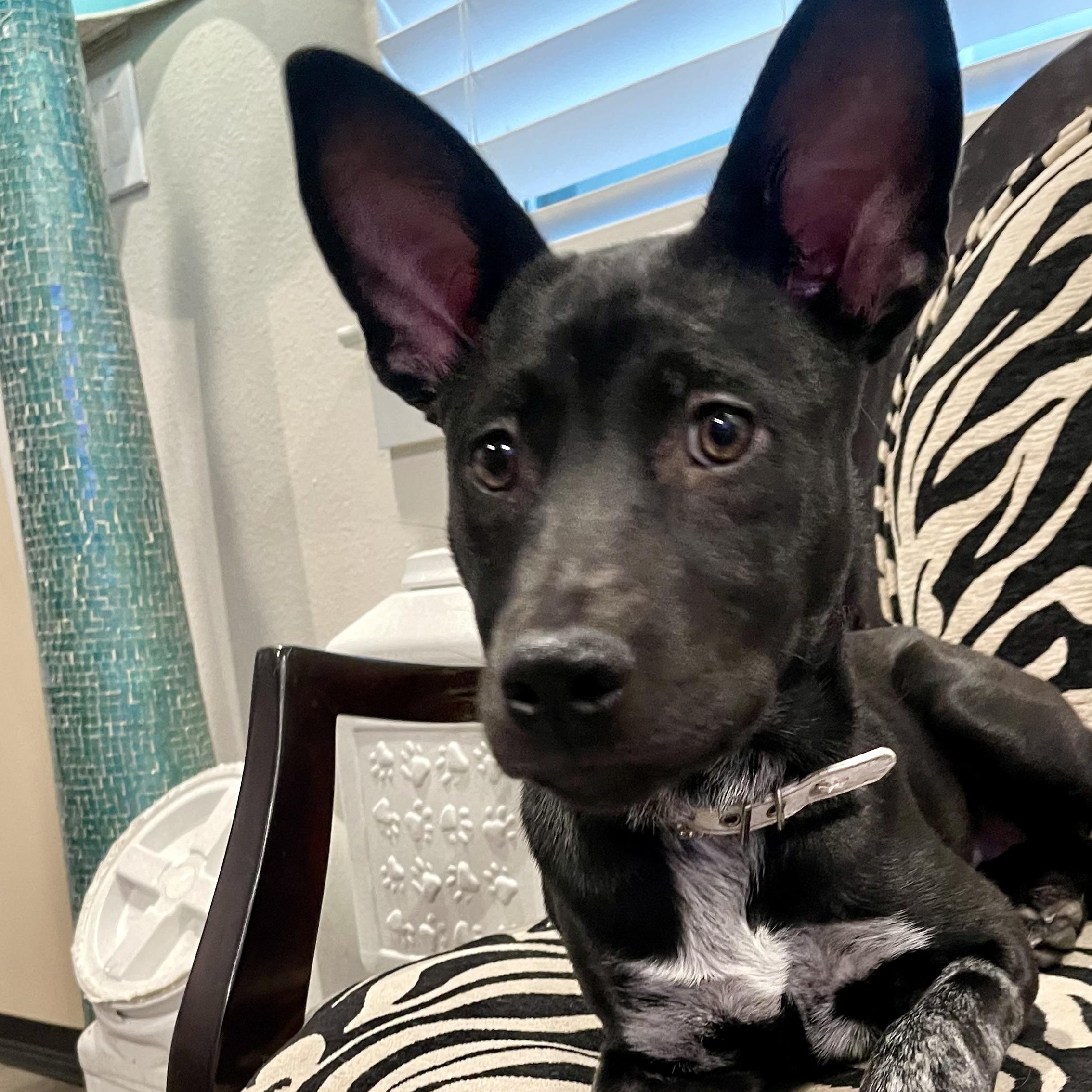 Dog for adoption - Micah, a Mixed Breed in Trenton, NJ | Petfinder