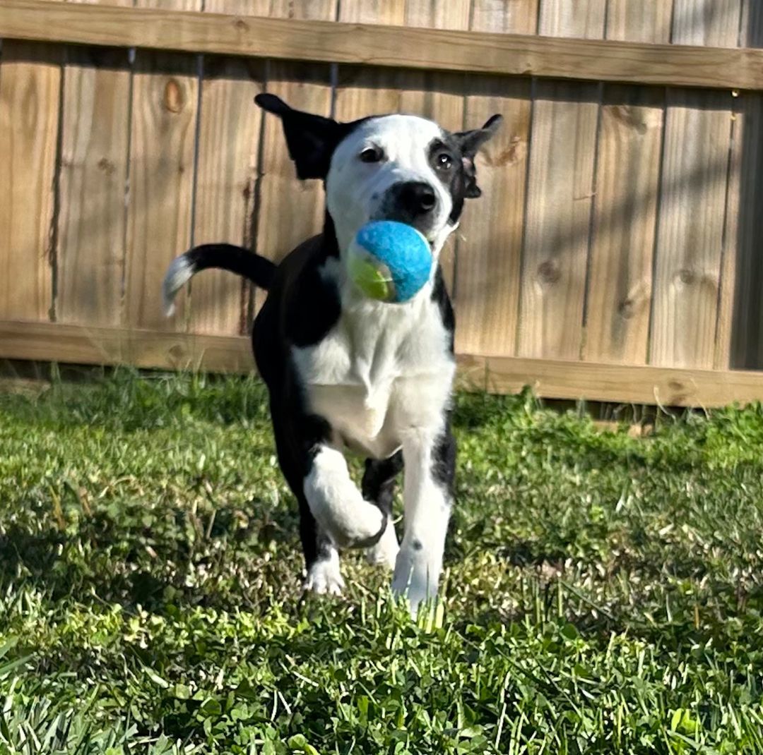 Adoptable Dogs & Puppies - Johnston County Animal Protection League of ...