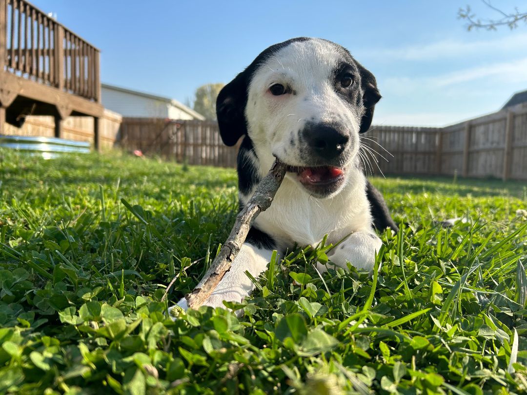 Adoptable Dogs & Puppies - Johnston County Animal Protection League of ...
