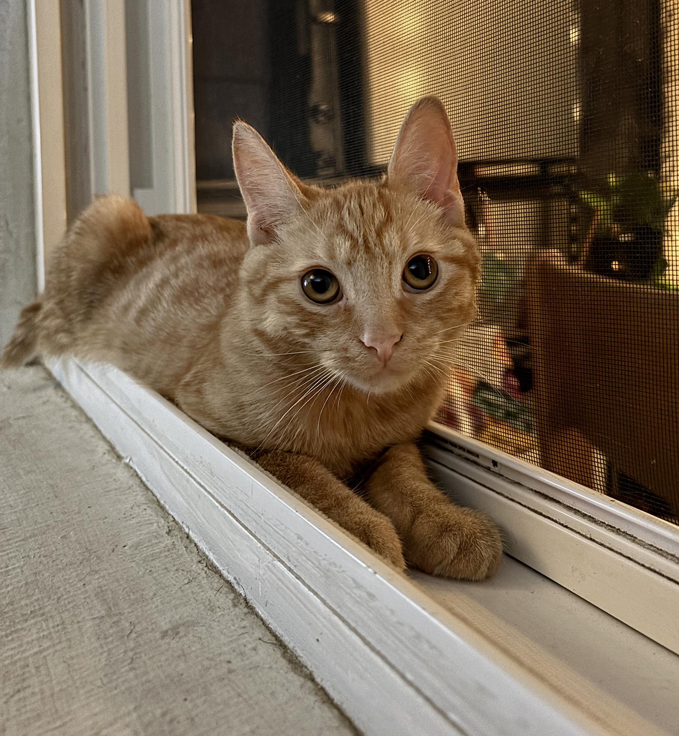 Cat for adoption - Nemo Thomas, a Domestic Short Hair in Philadelphia ...