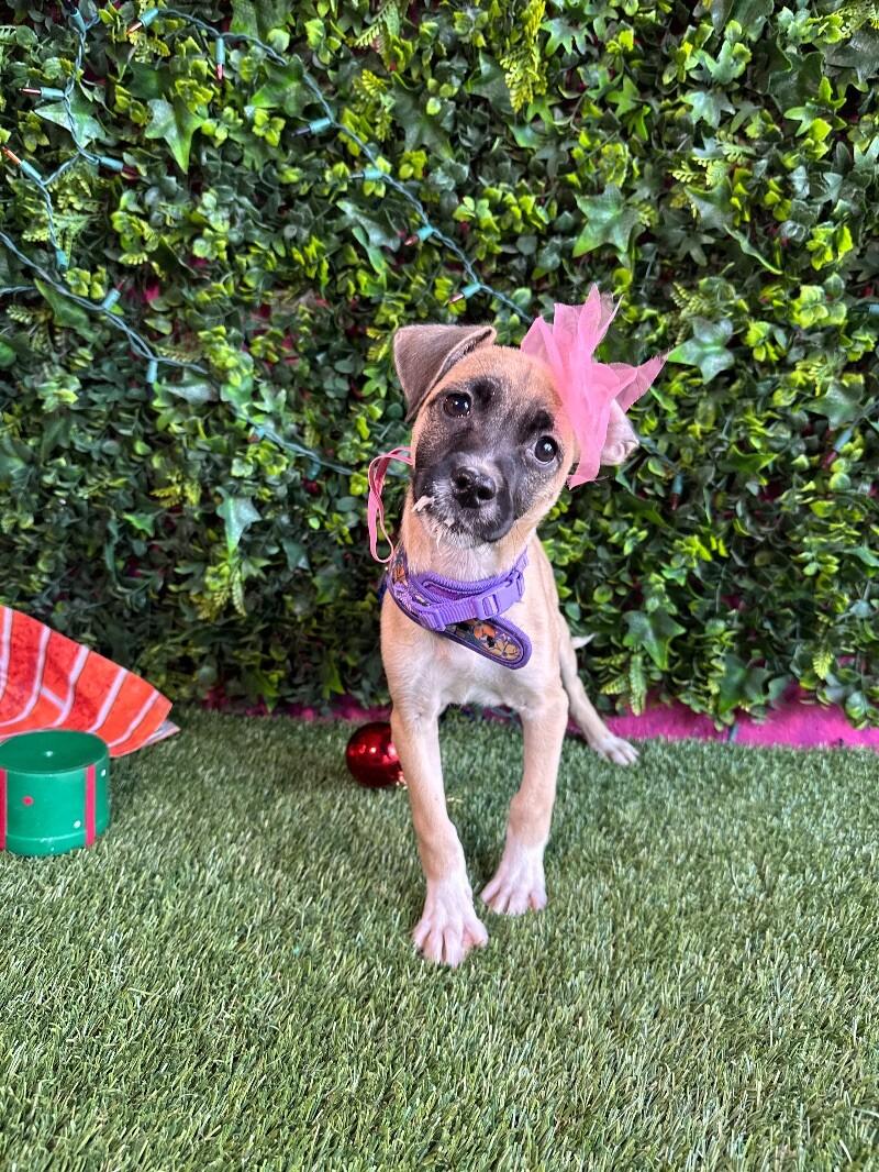 Dog for adoption - Gloria, a Beagle & Terrier Mix in Reno, NV | Petfinder