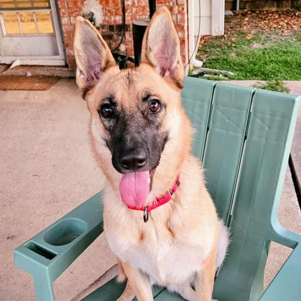 Dog for adoption - Misty, a German Shepherd Dog in Spokane, WA | Petfinder