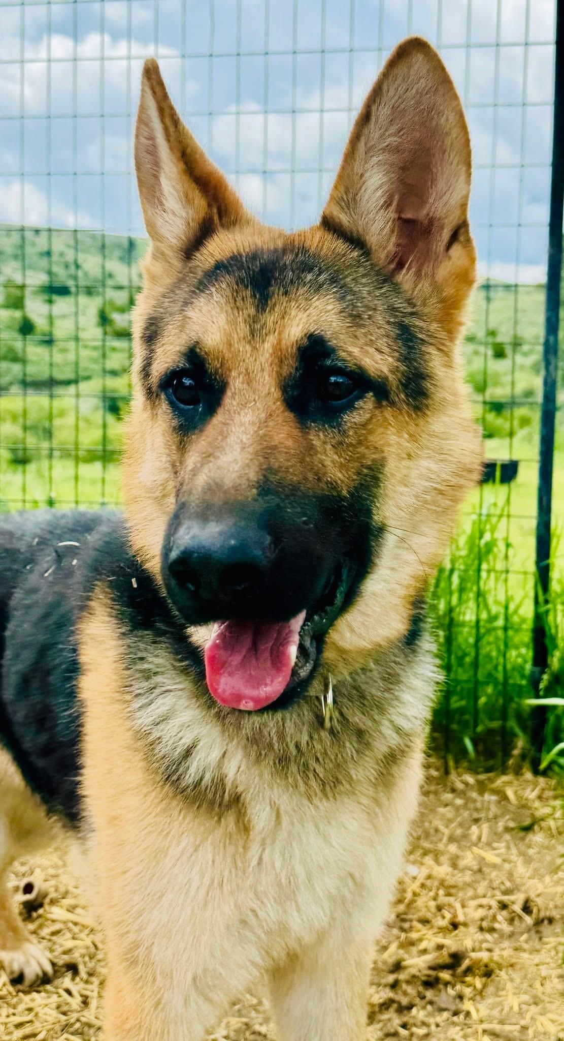 Montana Dog Adoptions: View Dogs for Adoption in Montana