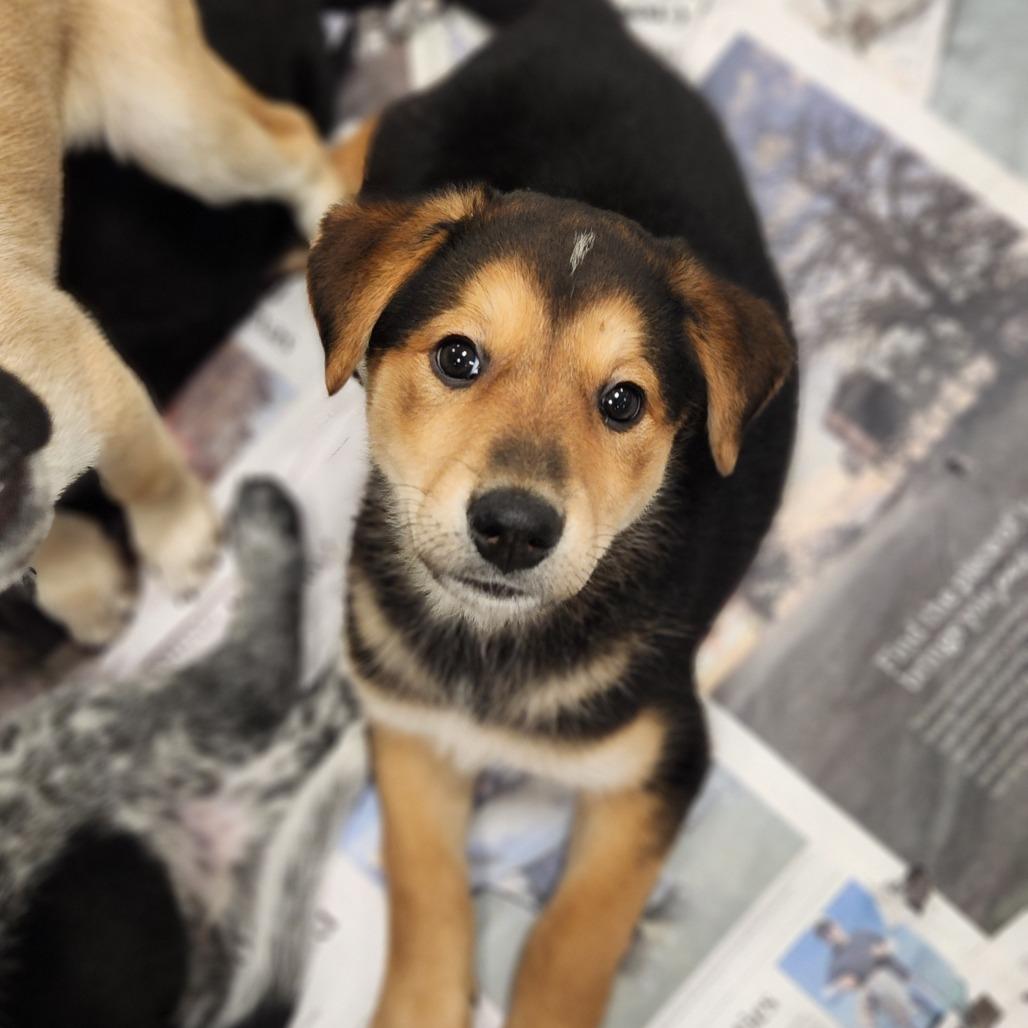 Dog for adoption - Leah FJ, an Australian Cattle Dog / Blue Heeler ...