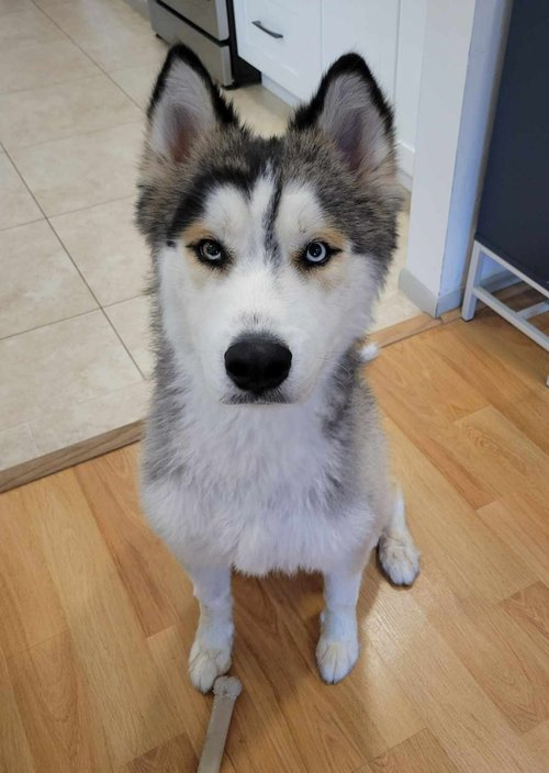 Dog for adoption - Hardy, a Siberian Husky in Winter Springs, FL ...