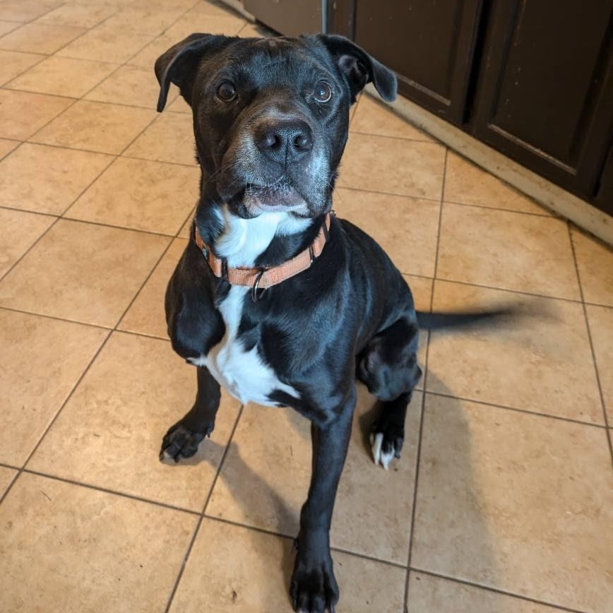 Dog for adoption - Jack Daniels, a Pit Bull Terrier in Ione, CA | Petfinder