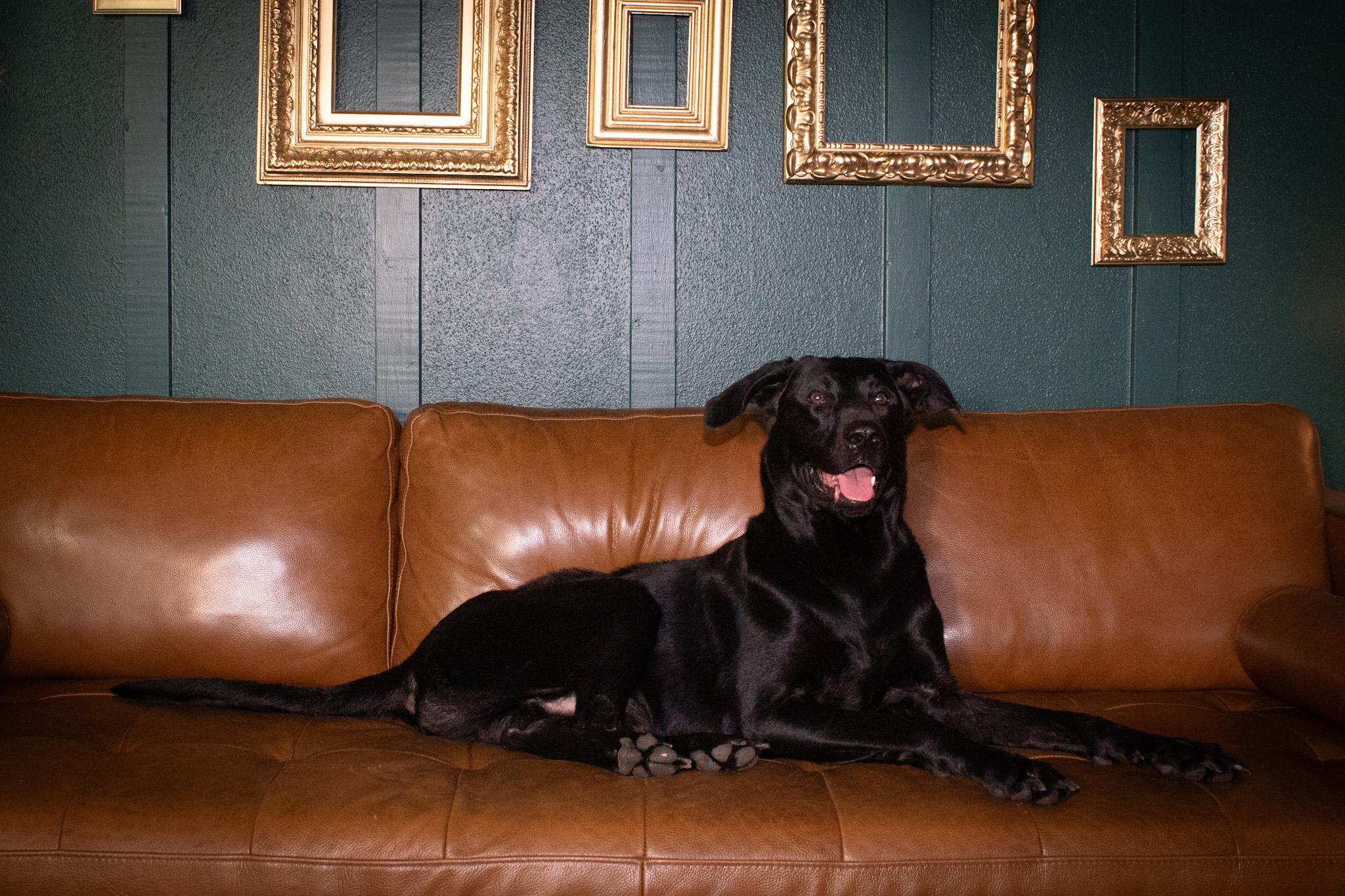 Dog for adoption - Zeus, a Labrador Retriever Mix in Hoffman Estates ...