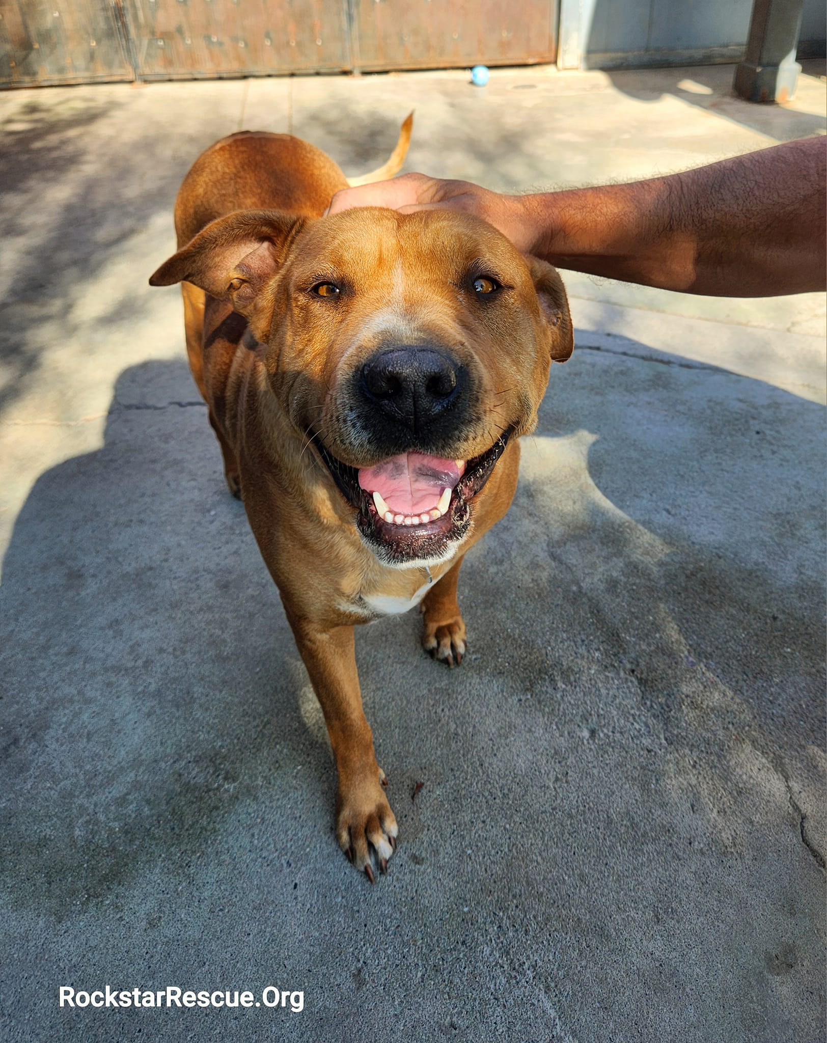 Dog for adoption - Cardi B, a Shar-Pei & Pit Bull Terrier Mix in ...