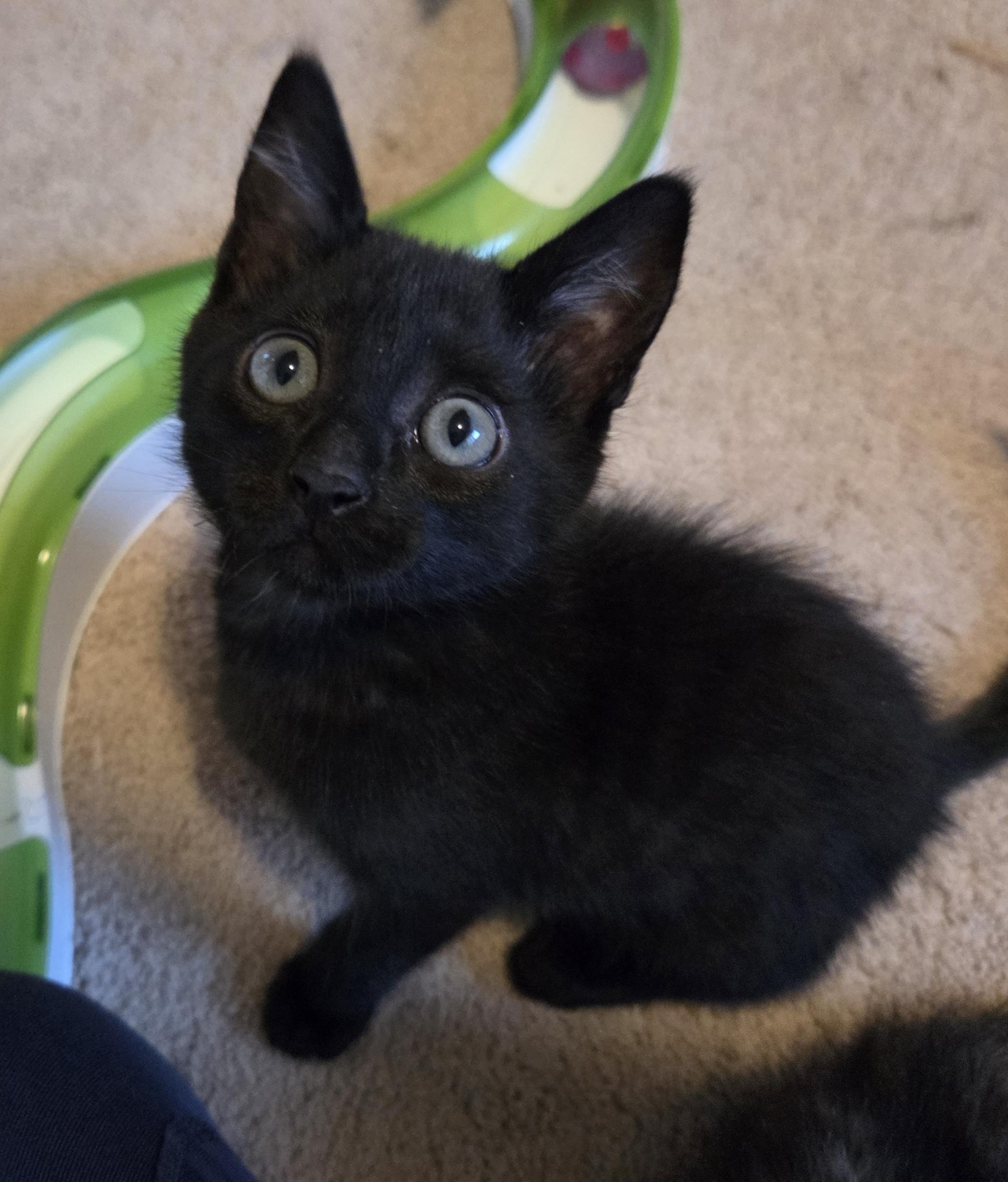 Cat for adoption - Smokie, a Domestic Short Hair in Seattle, WA | Petfinder