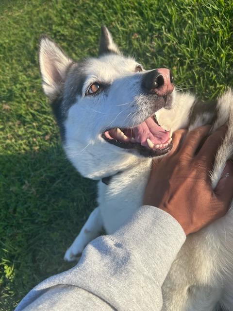 Dog for adoption - Daisy, a Siberian Husky in Menifee, CA | Petfinder