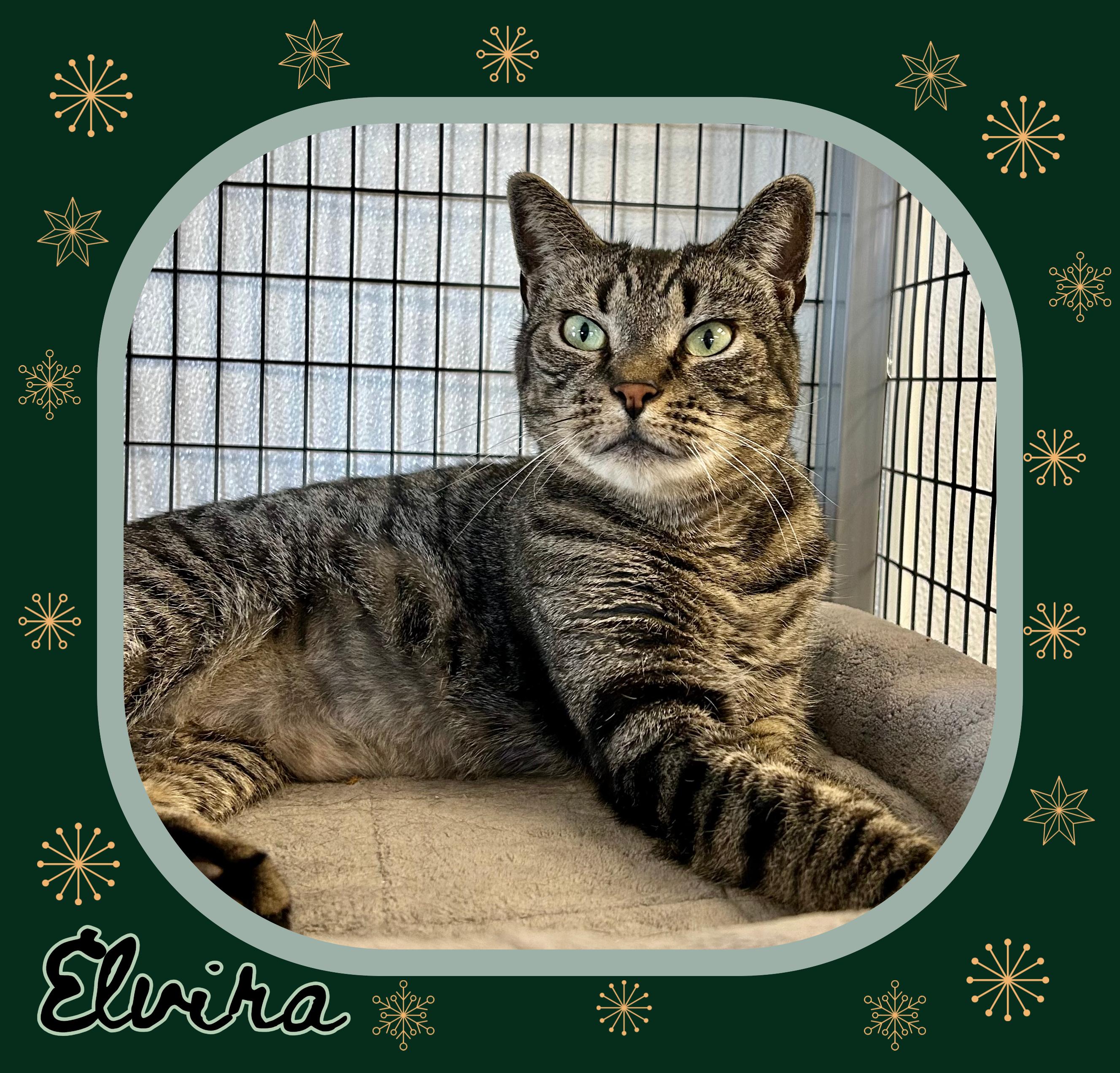 Cat for adoption - Elvira, a Domestic Short Hair in Providence, RI ...