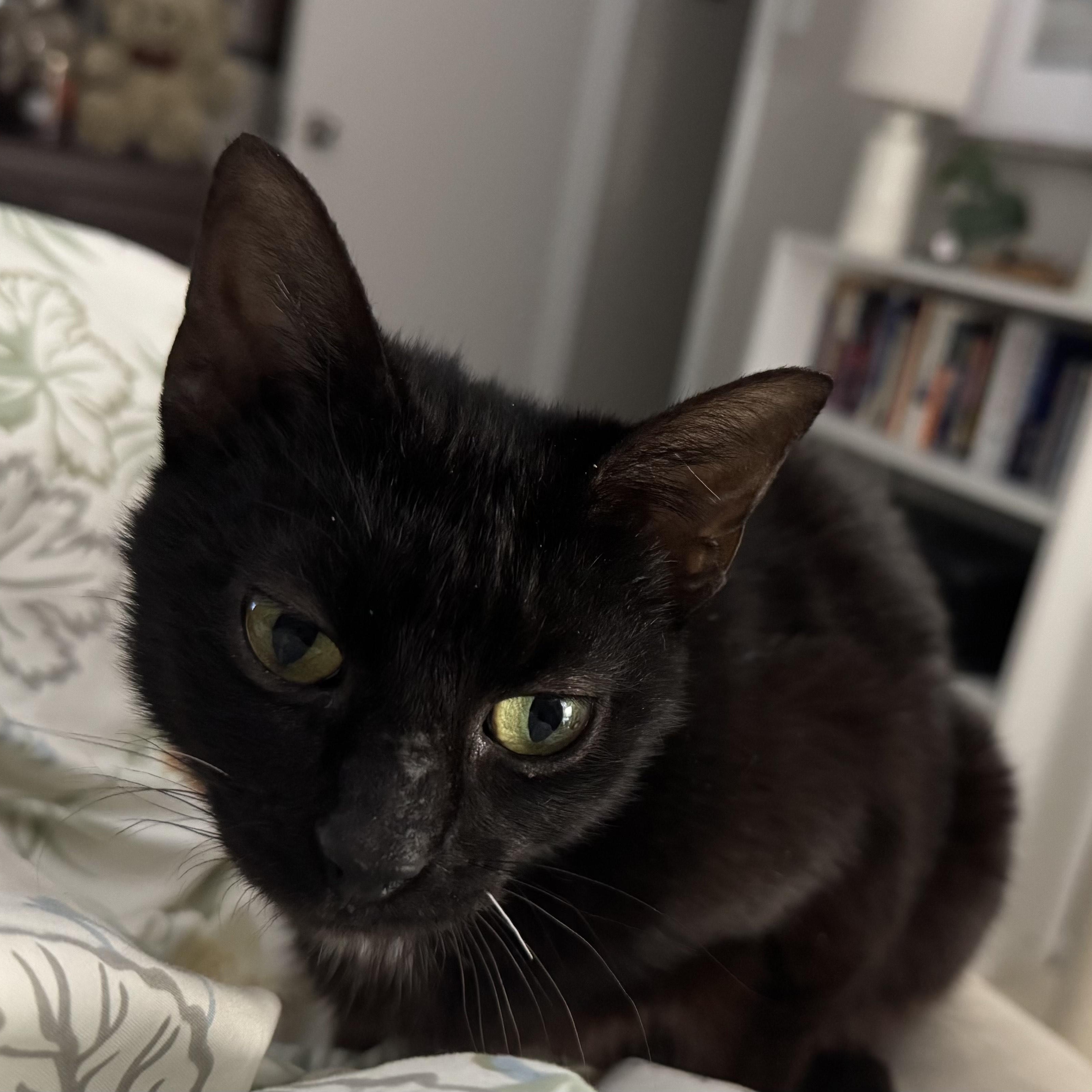 Cat for adoption - Chloe-our FIV+ Sweetheart-Fee Waived for the Right ...