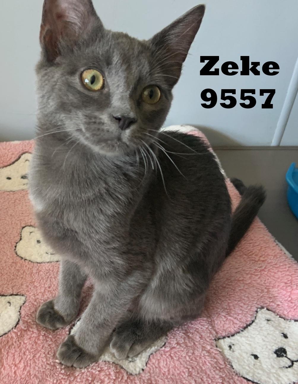 Cat for adoption - Zeke, an American Shorthair in Weatherford, TX ...