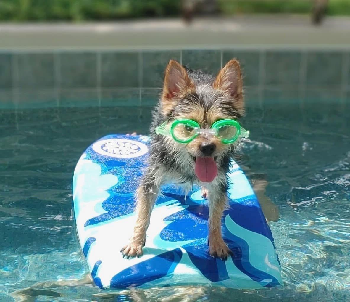 Dog for adoption - Koki, a Yorkshire Terrier in Deltona, FL | Petfinder