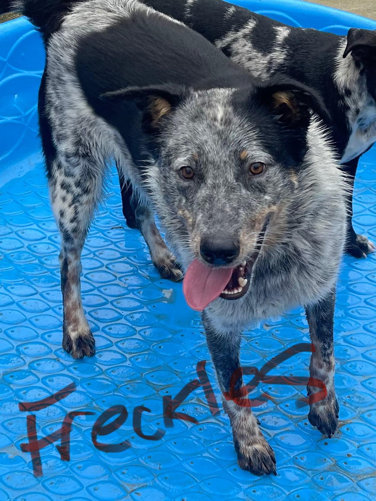 Dog for adoption - Freckles, an Australian Cattle Dog / Blue Heeler in ...