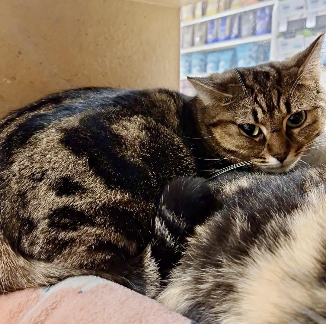 Cat for adoption - Snickers (bonded with Thomas), a Tabby & Domestic ...