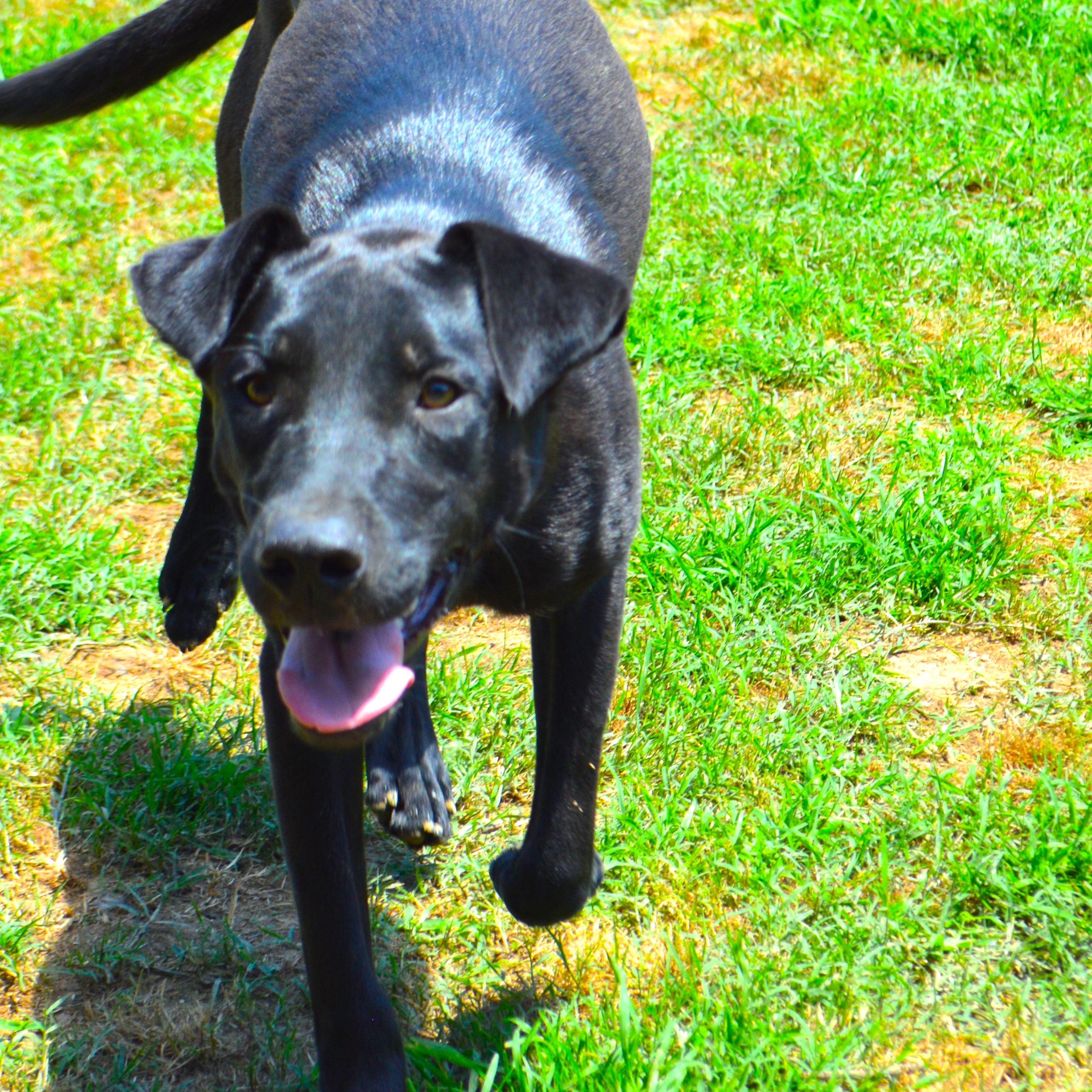 Dog for adoption - Iva (and Inko), a Black Labrador Retriever & German ...
