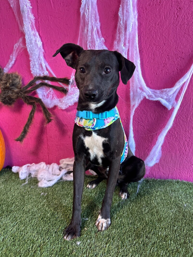 Dog for adoption - Pierre, a Rat Terrier & Black Labrador Retriever Mix ...