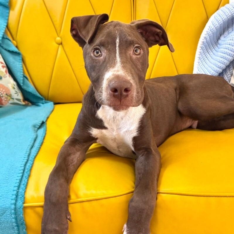 Dog for adoption - Stitch McHoldypaws, a Pit Bull Terrier & Labrador ...