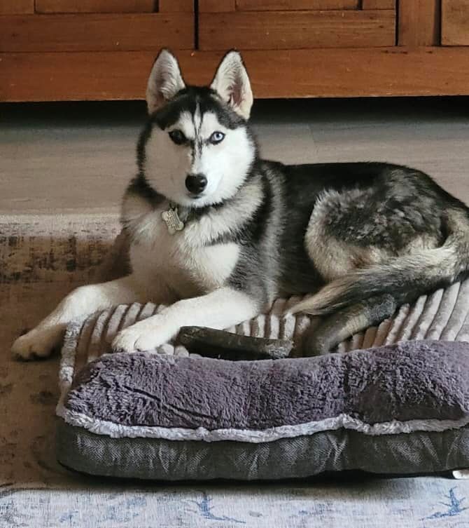 Dog for adoption - JOURNI, a Siberian Husky in Lake Helen, FL | Petfinder