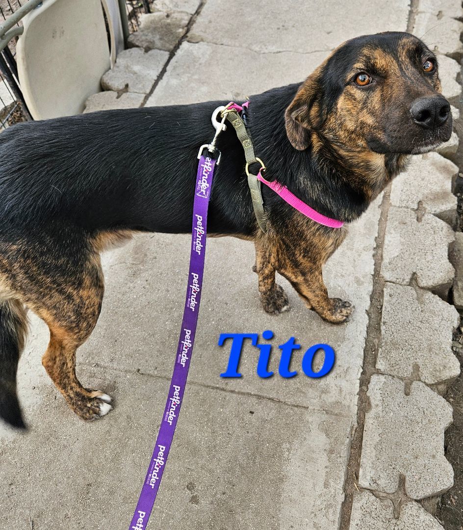 Dog for adoption - Tito, a Labrador Retriever Mix in Los Angeles, CA ...