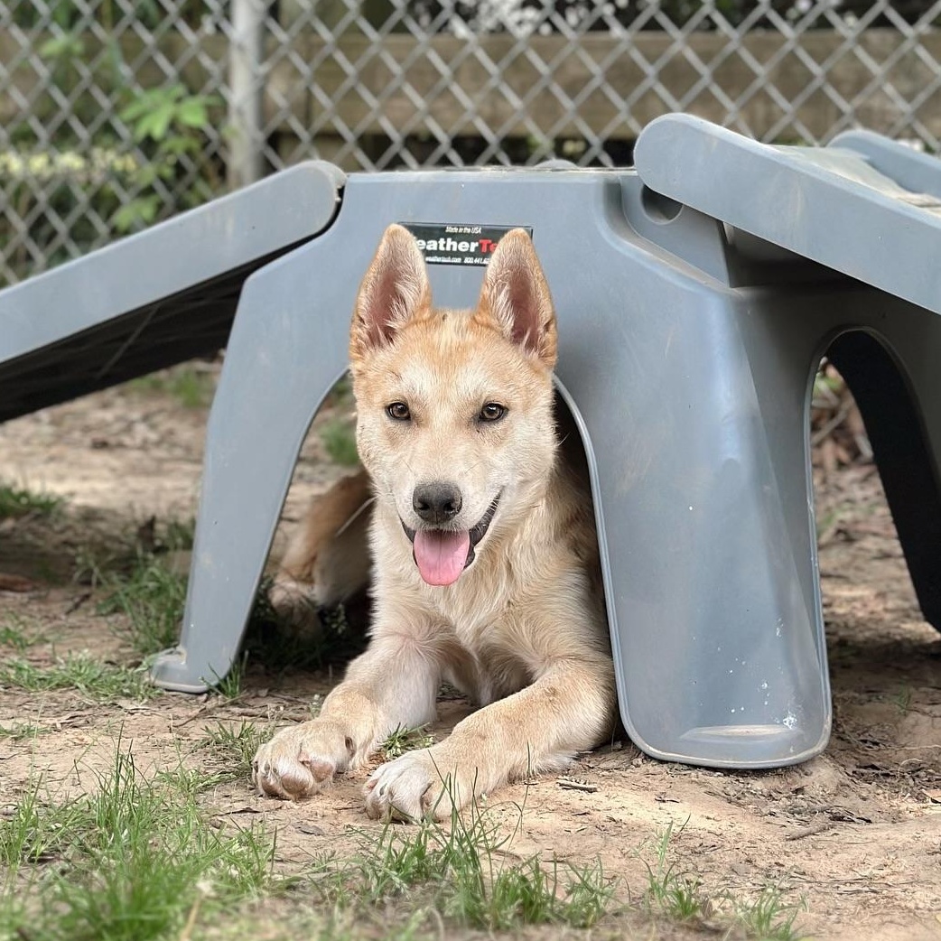 Dog for adoption - Hanna, a Husky Mix in Rossville, TN | Petfinder