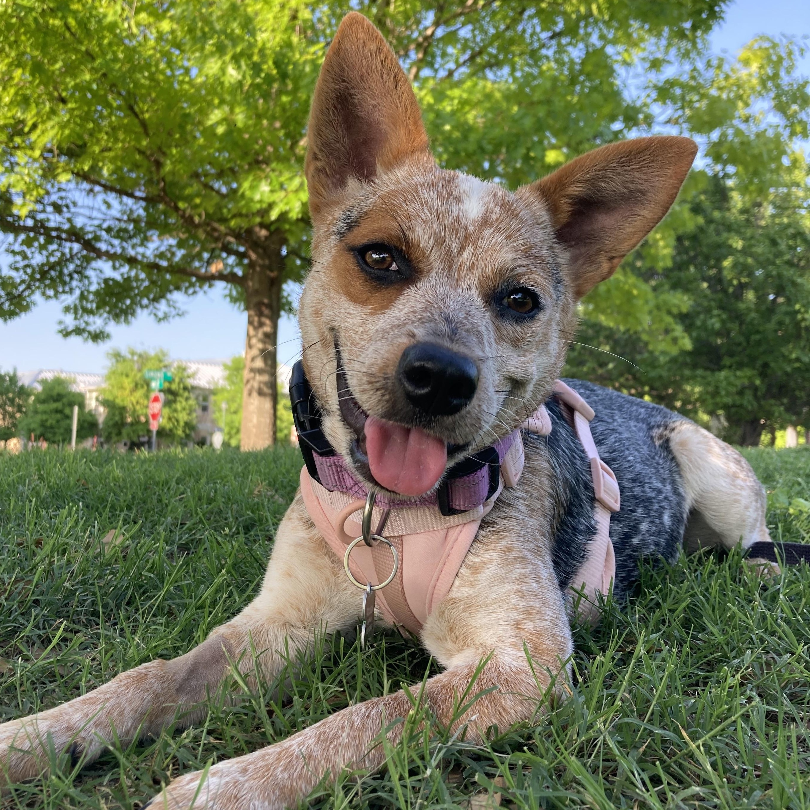 Dog for adoption - Ginny, an Australian Cattle Dog / Blue Heeler ...